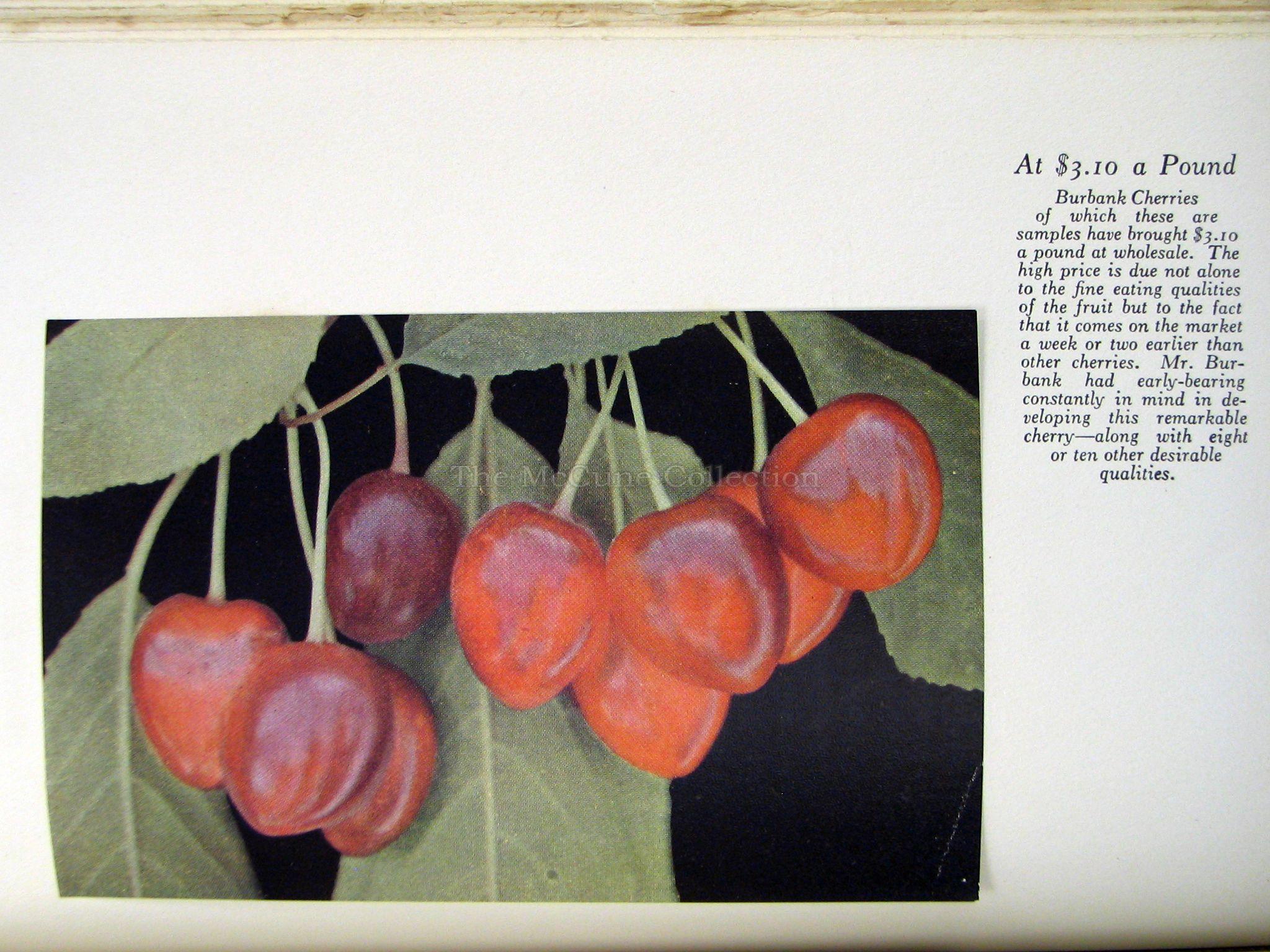 Luther Burbank. His Methods and Discoveries. Vol. II. • The McCune ...